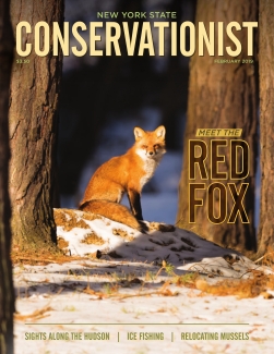 NYS Conservationist