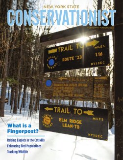 NYS Conservationist