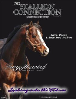 The Stallion Connection