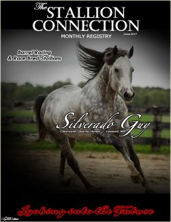 The Stallion Connection