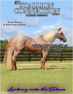 The Stallion Connection